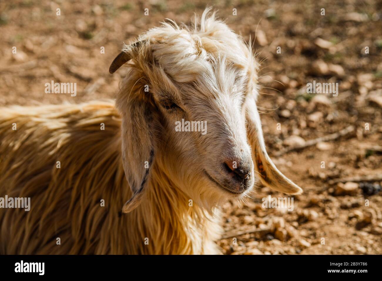 Goat lying down sheep hi-res stock photography and images - Alamy