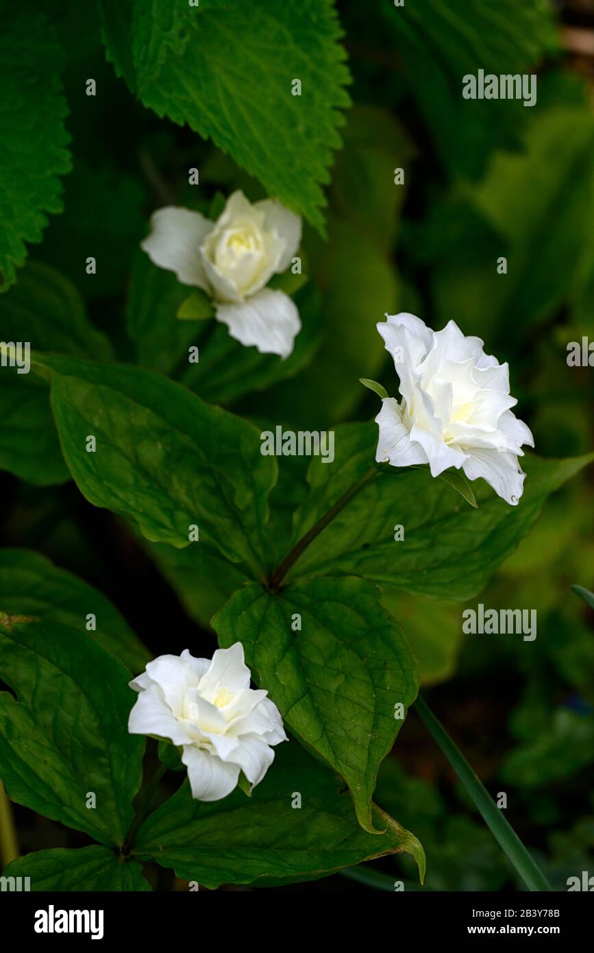 Trillium grandiflorum f polymerum Snowbunting,double white flowers ...