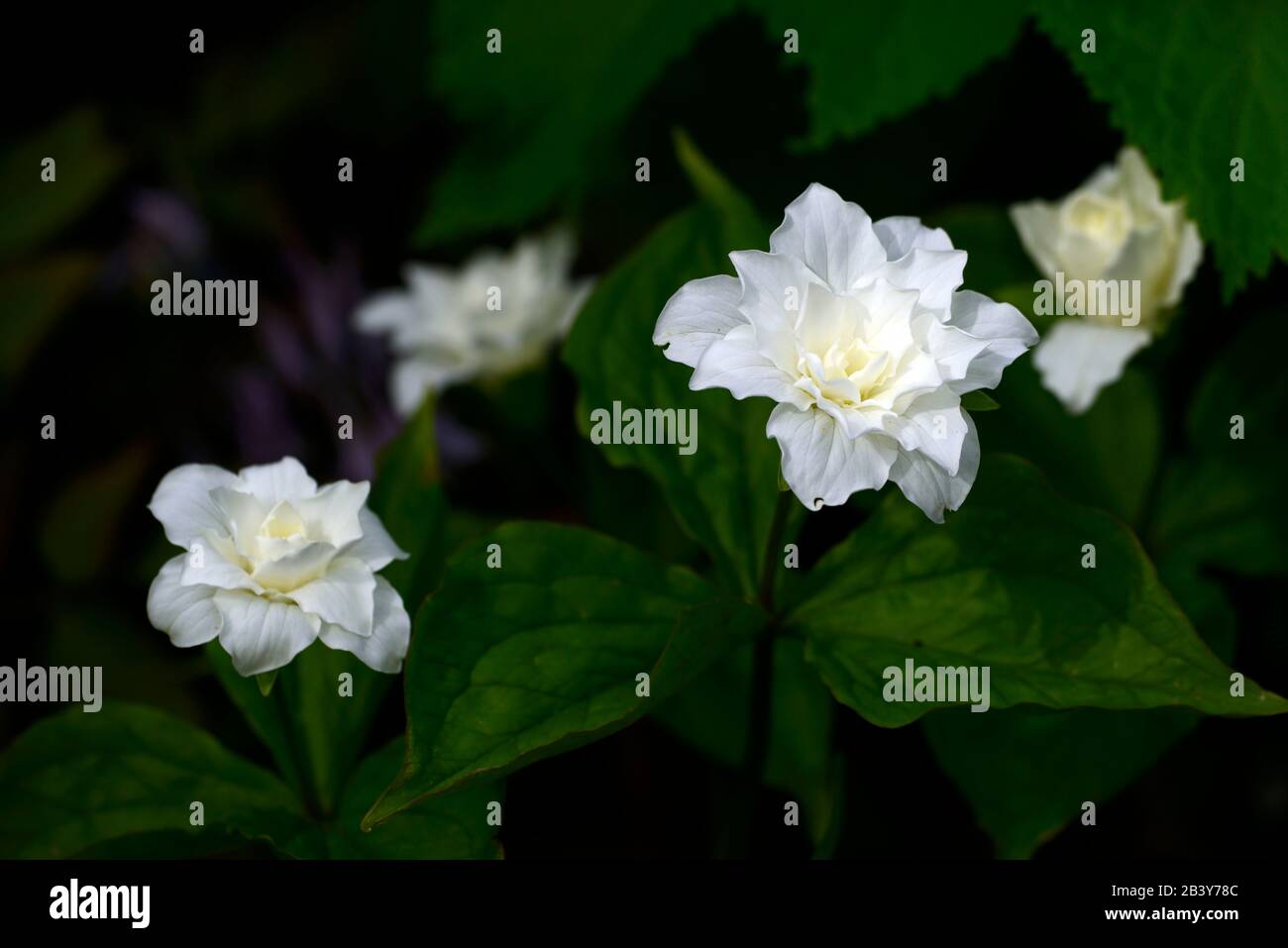 Trillium grandiflorum f polymerum Snowbunting,double white flowers ...