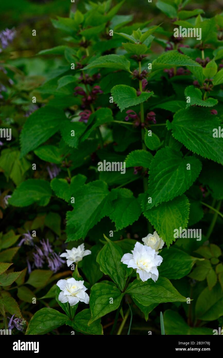 Double form hi-res stock photography and images - Alamy