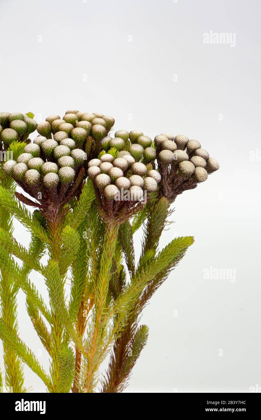 Brunia albiflora hi-res stock photography and images - Alamy