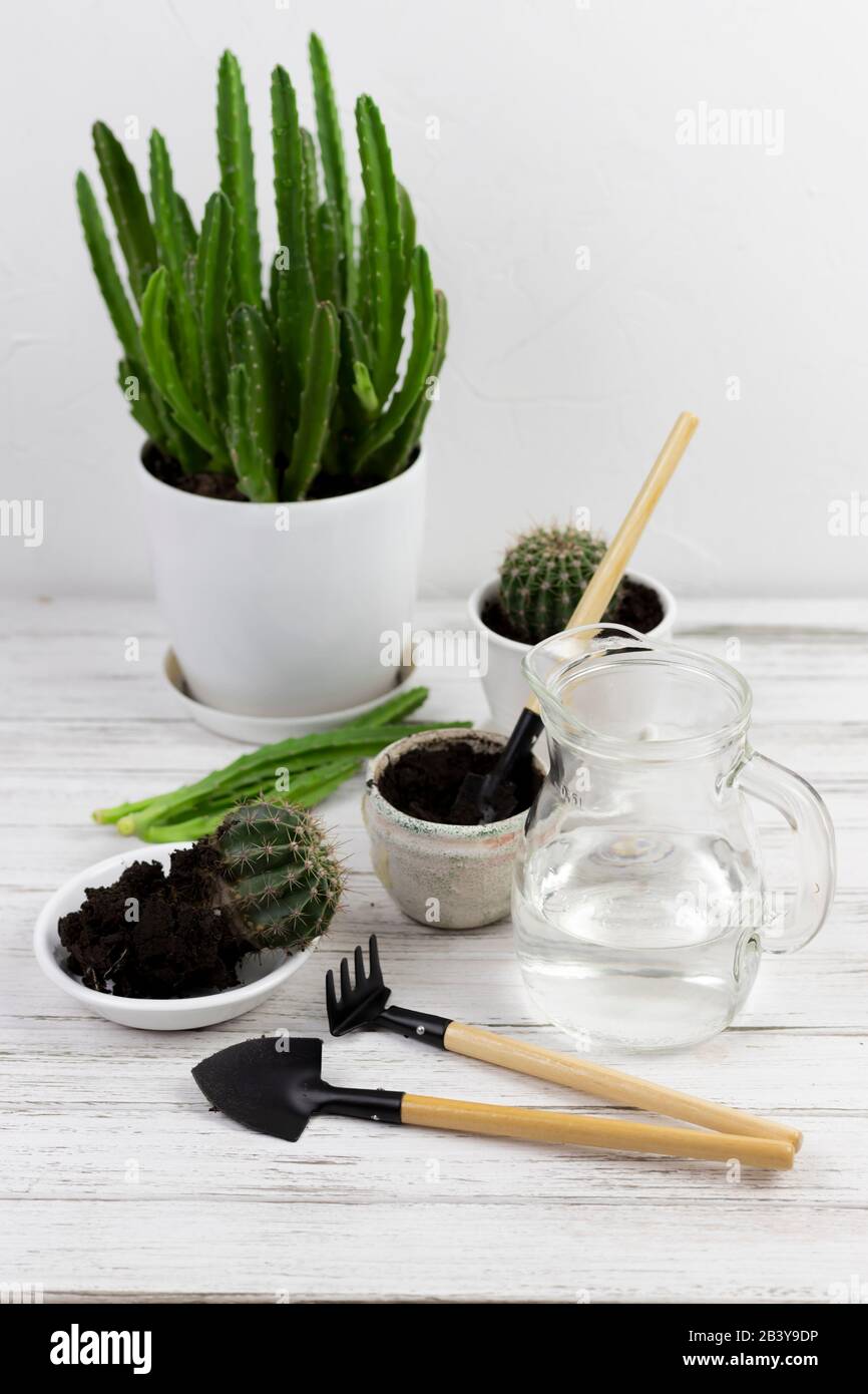 Floriculture pot hi-res stock photography and images - Alamy