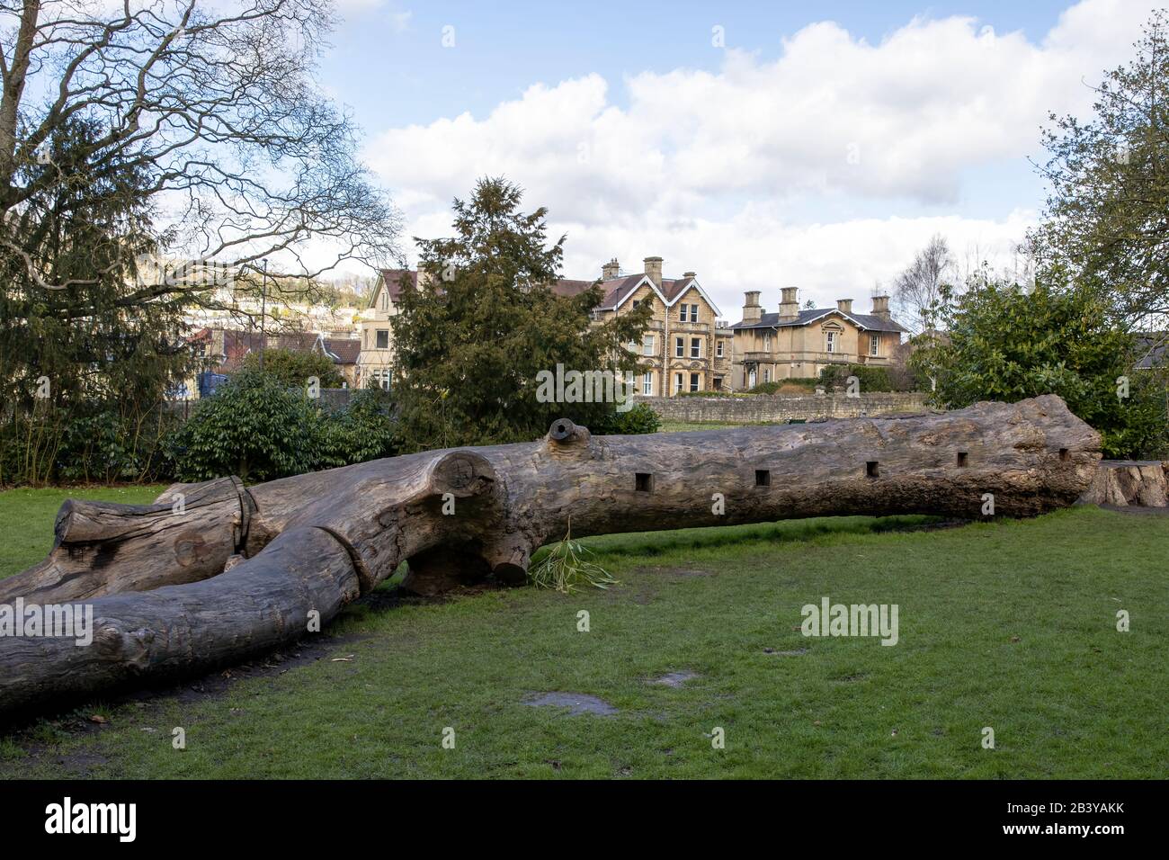 A large Felled Tree at Sydney Gardens Bath, UK Stock Photo - Alamy