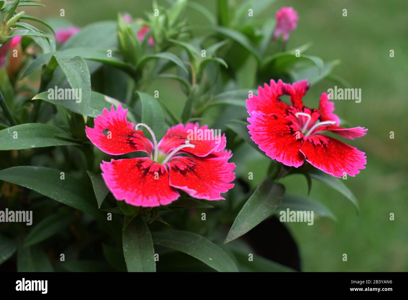 Dianthus hybrid hi-res stock photography and images - Alamy