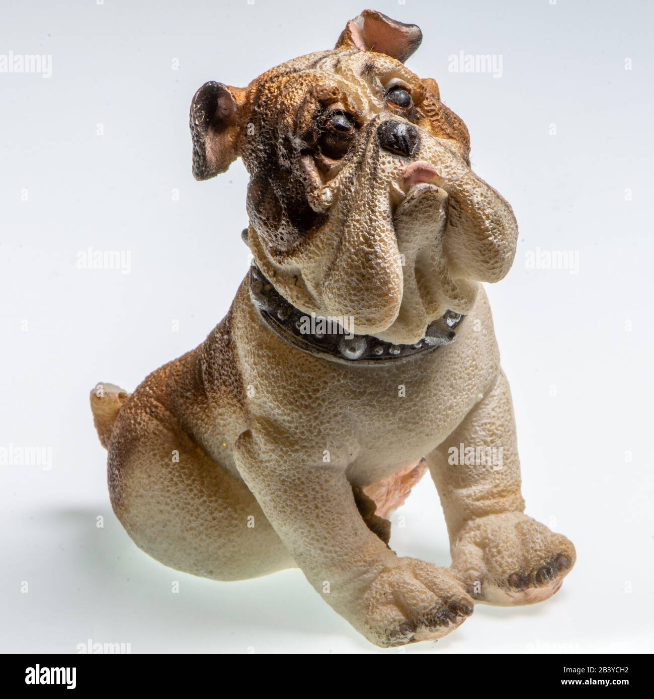 White Miniature English Bulldog