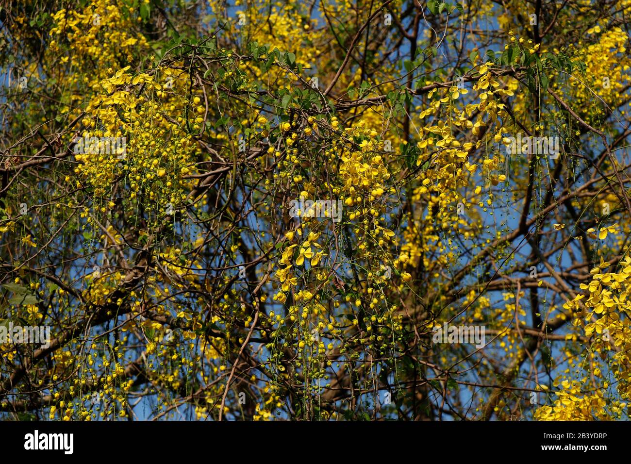 Cassia Fistula Commonly Known As Golden Shower Purging Cassia Indian