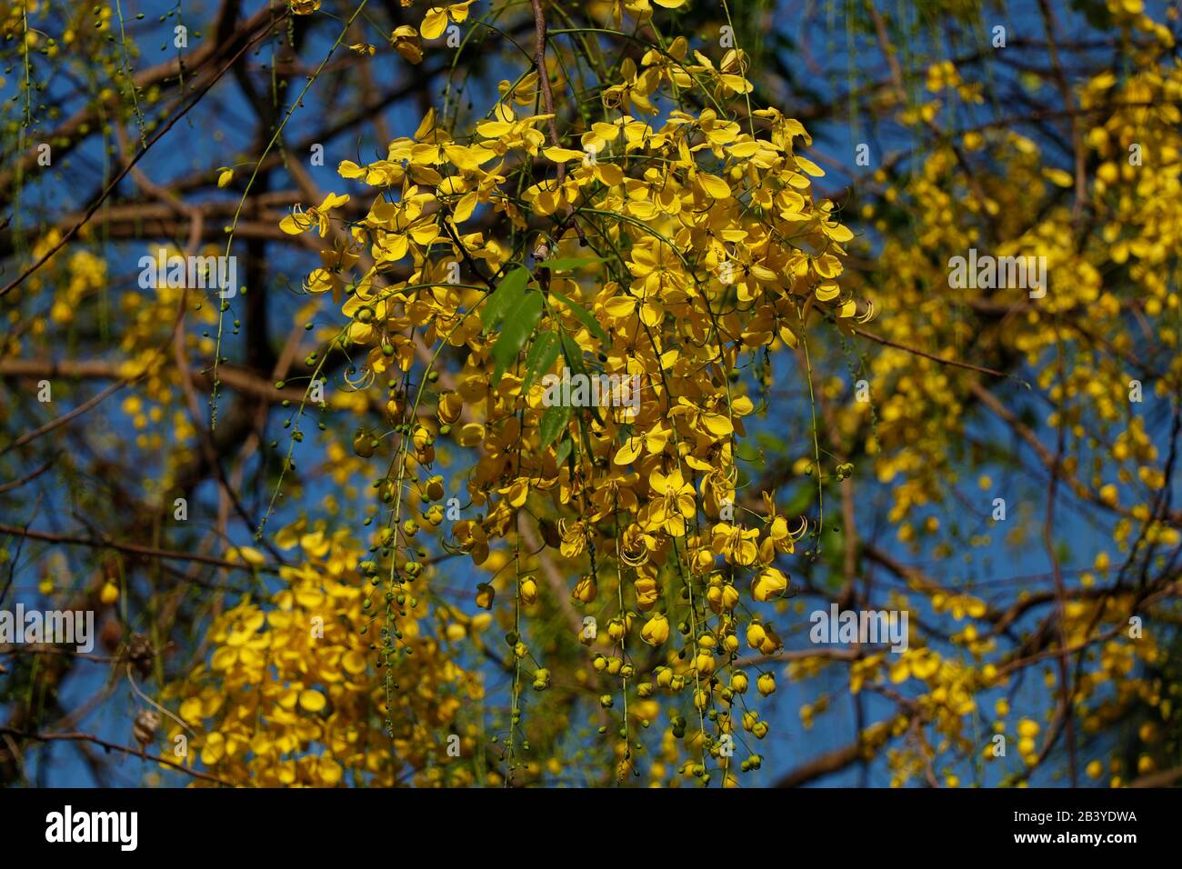 Cassia fistula, commonly known as golden shower, purging cassia, Indian ...