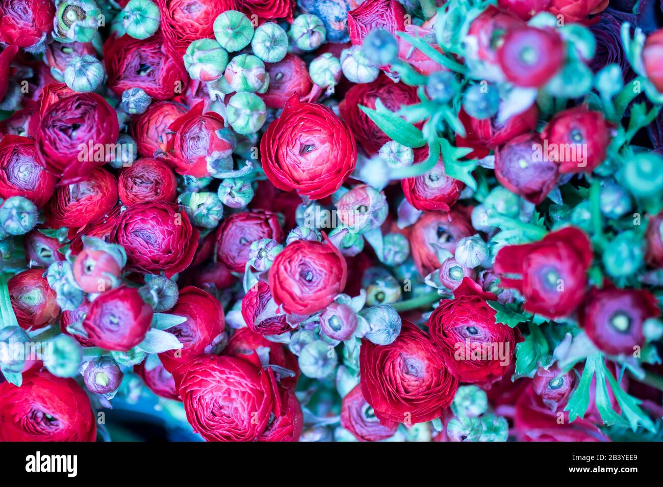 Purple persian buttercup ranunculus hi-res stock photography and images ...