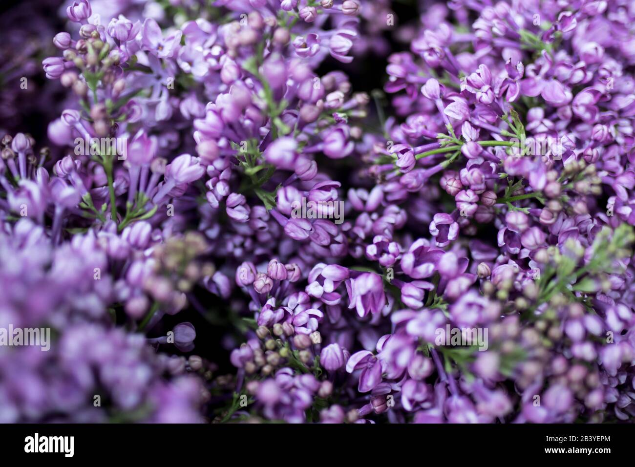 Lilac floral card in lilac colors. Card design Stock Photo - Alamy