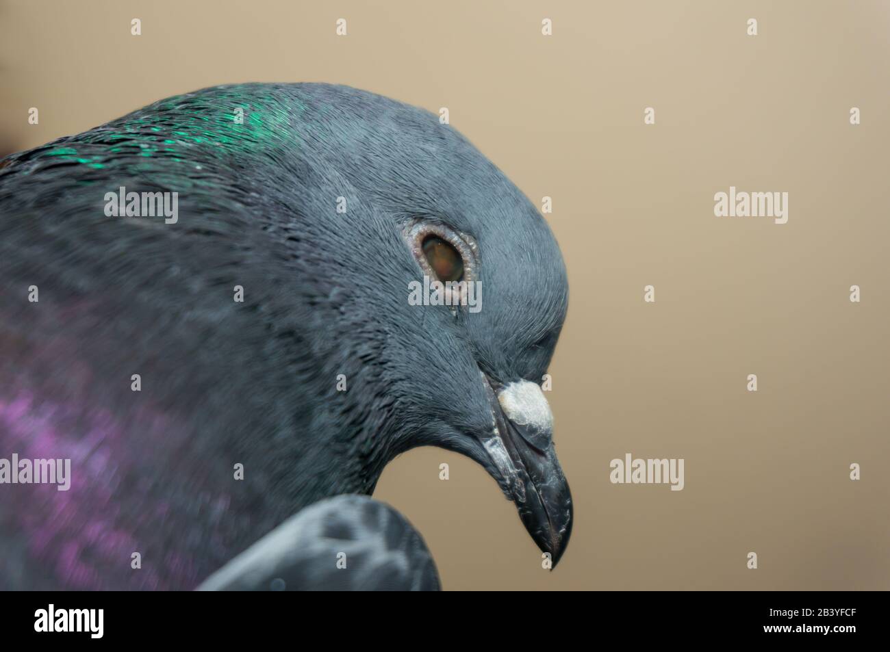 The head of a blind gray dove closeup. Difficulties of survival in ...