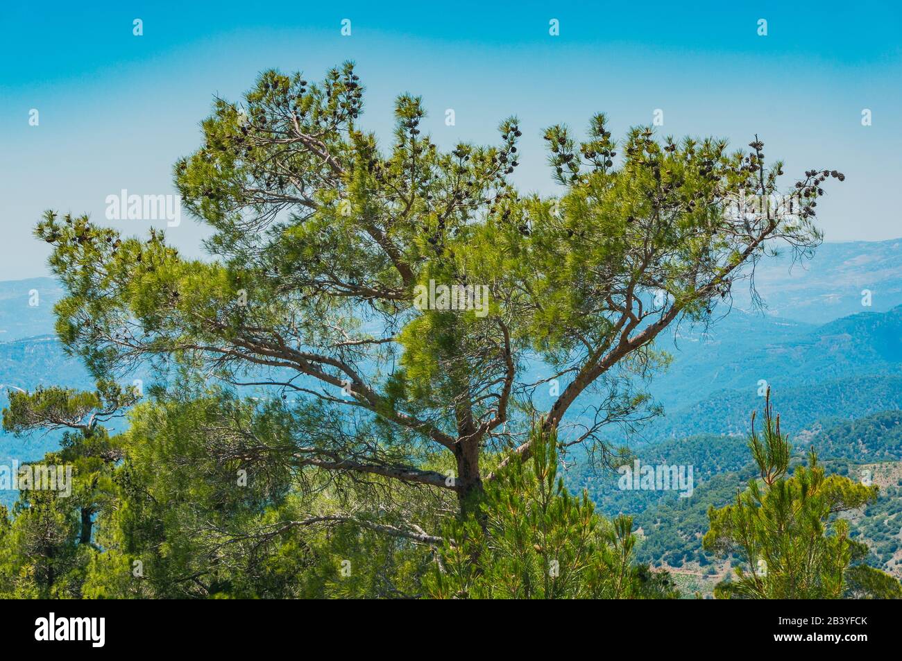 Cyprus cedar tree hi-res stock photography and images - Alamy