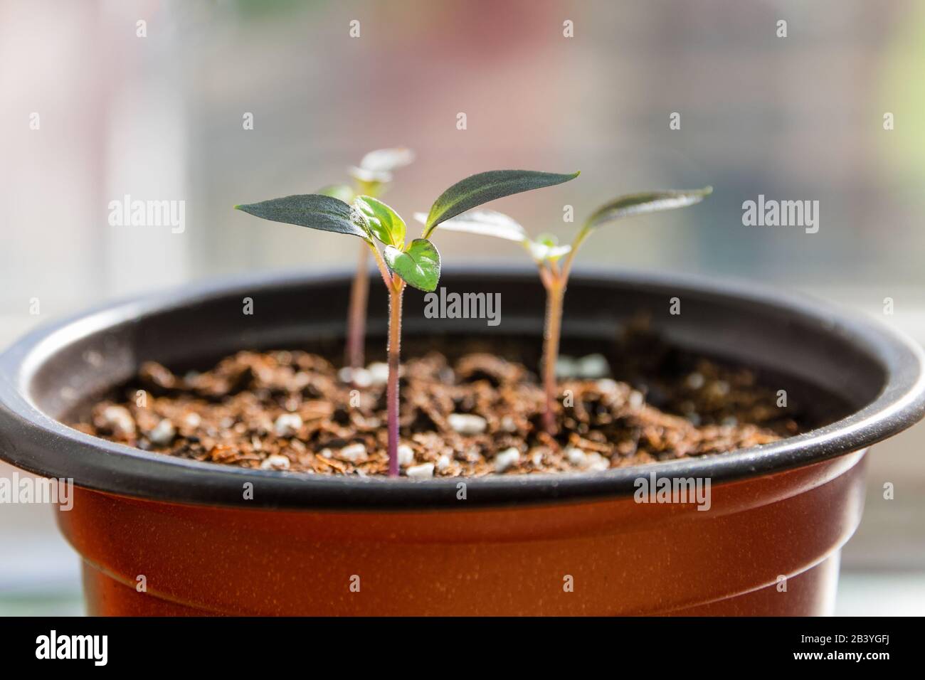 Chinese Plants High Resolution Stock Photography and Images - Alamy