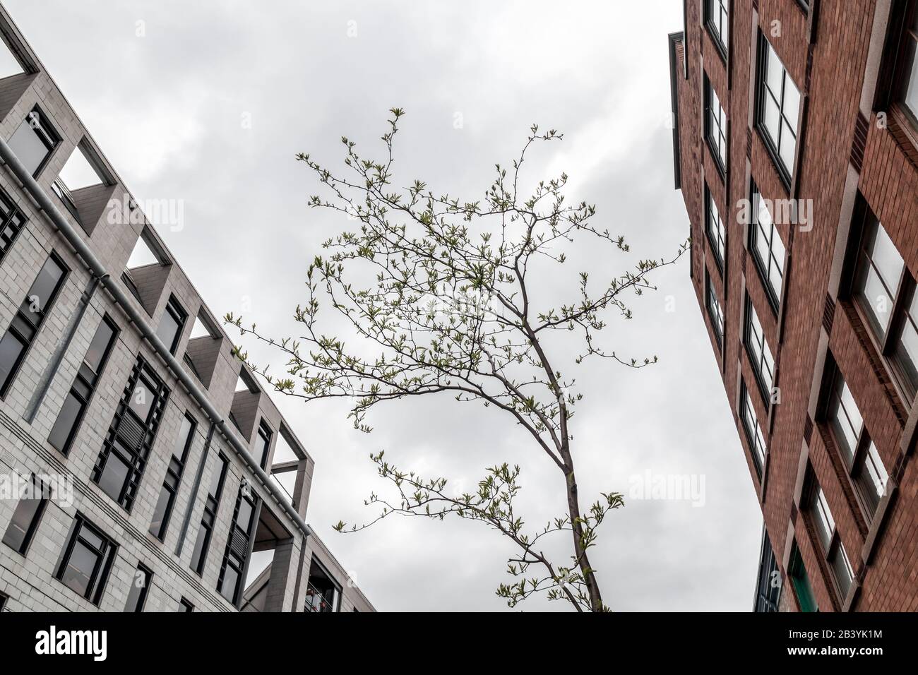 Young tree growing between stone urban buildings. Old town of Montreal ...
