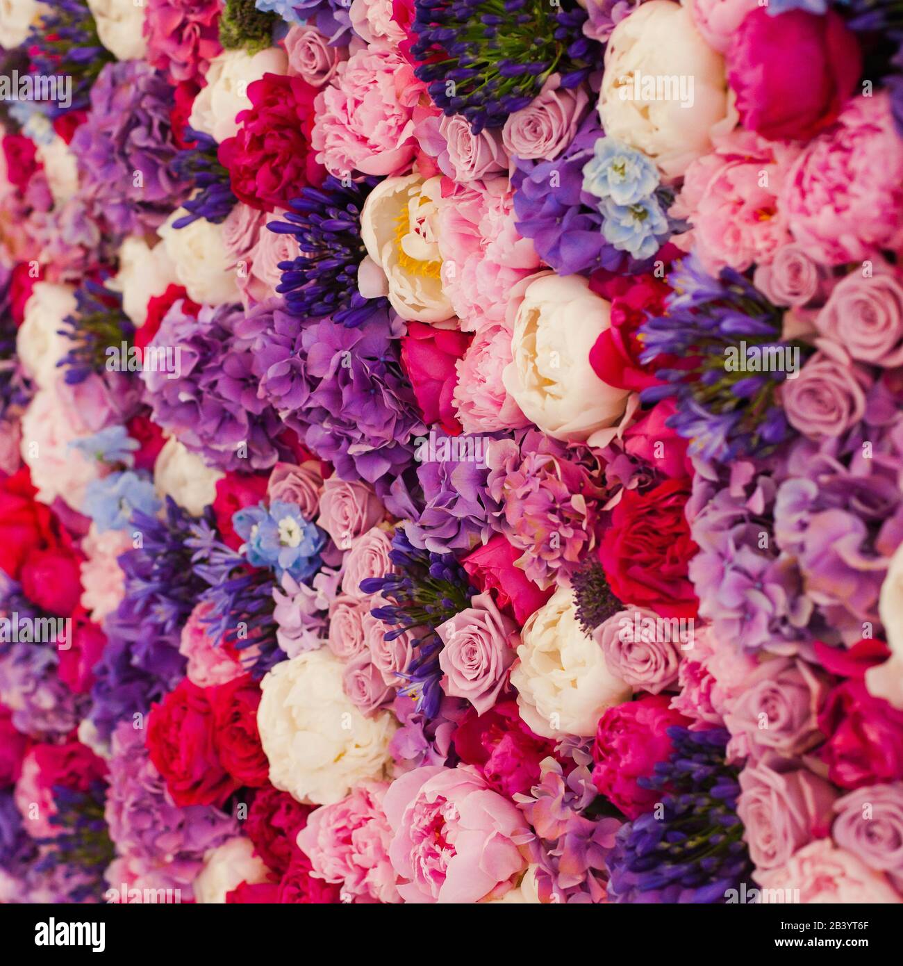 Red Violet Flower