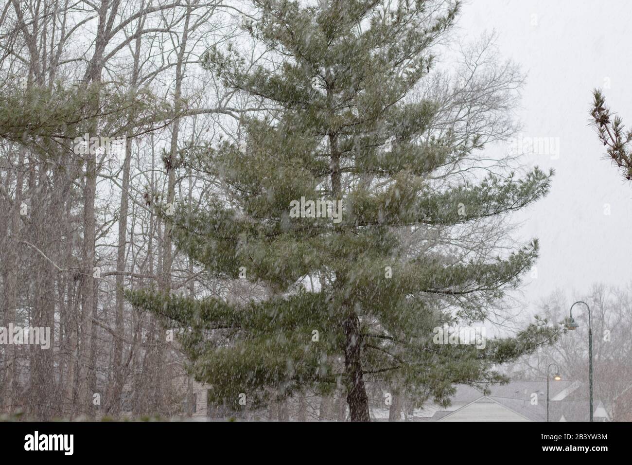 Pine cone movement hi-res stock photography and images - Alamy