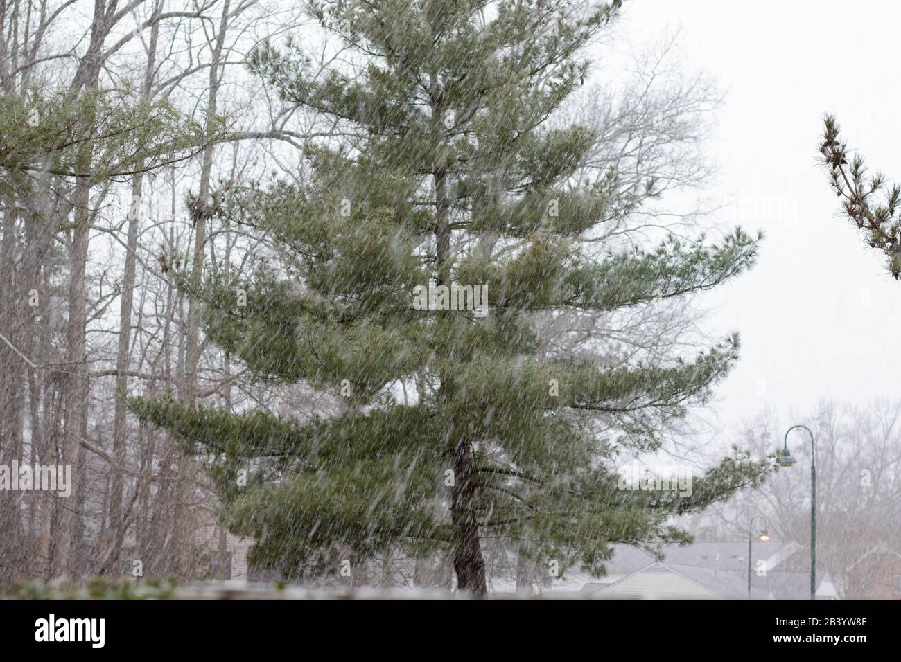 Falling from a tree hi-res stock photography and images - Alamy