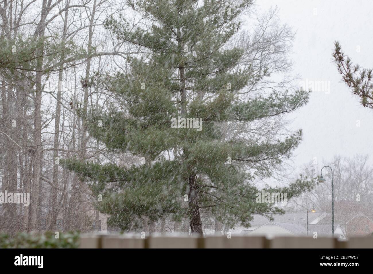 Falling tree storm hi-res stock photography and images - Alamy