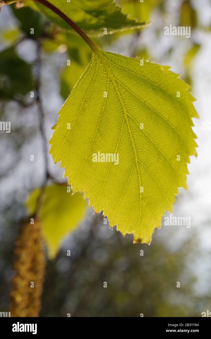 Backlit Silver Birch Leaves and Catkins, (Betula pendula) in the golden ...