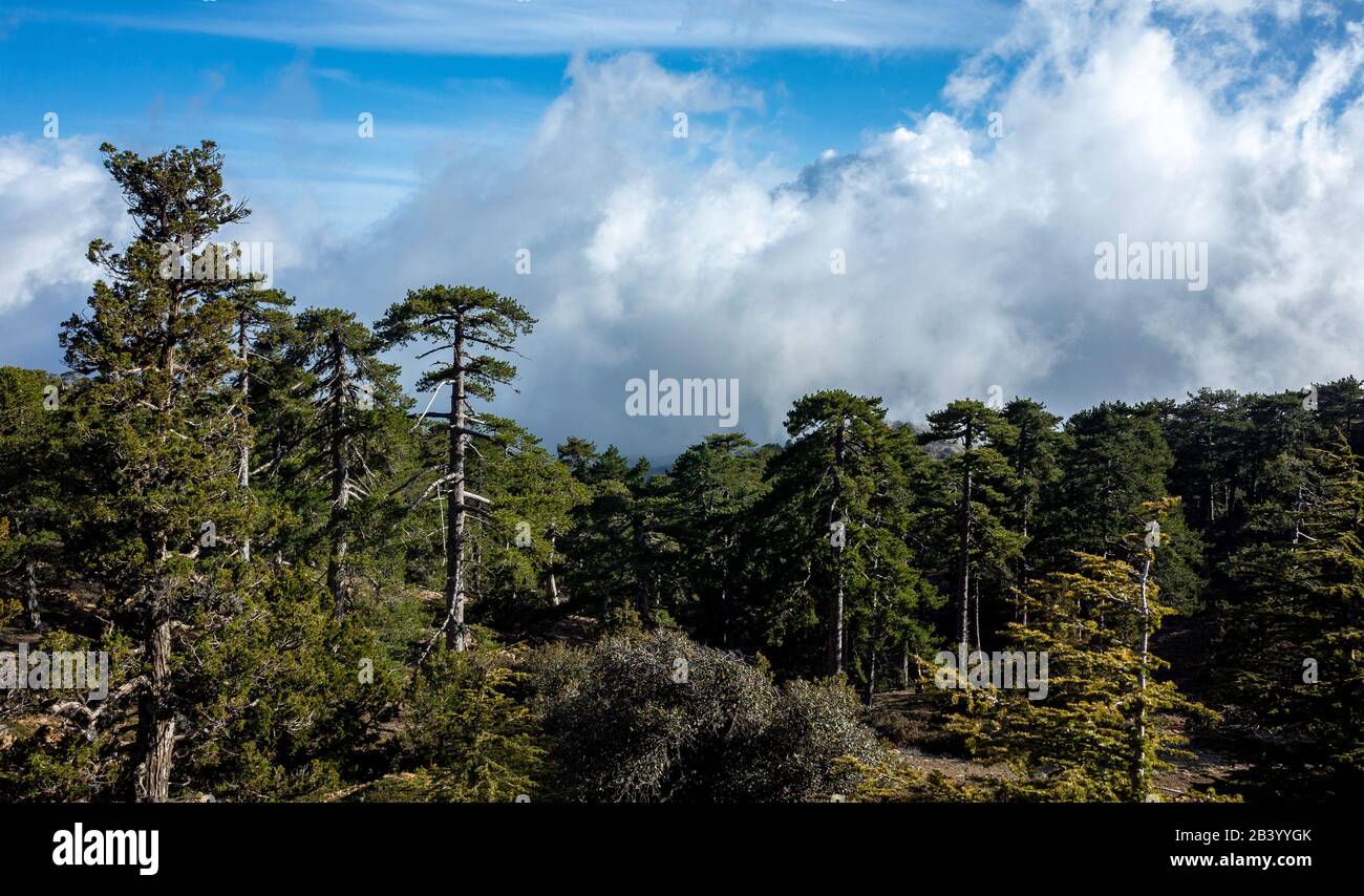 Lebanese cedars in a mountain forest in the central part of the island ...