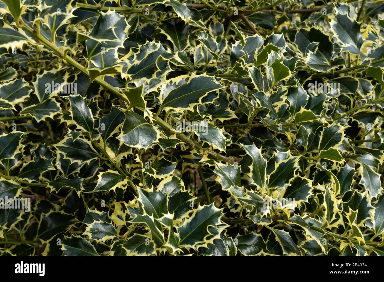 Variegated holly ilex aquifolium hi-res stock photography and images ...