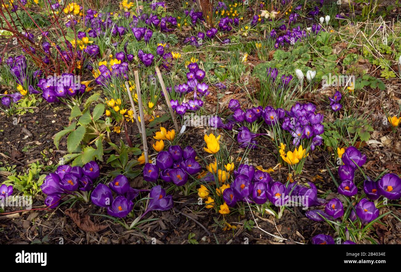 A flower border full of flowering purple and yellow crocuses Stock ...