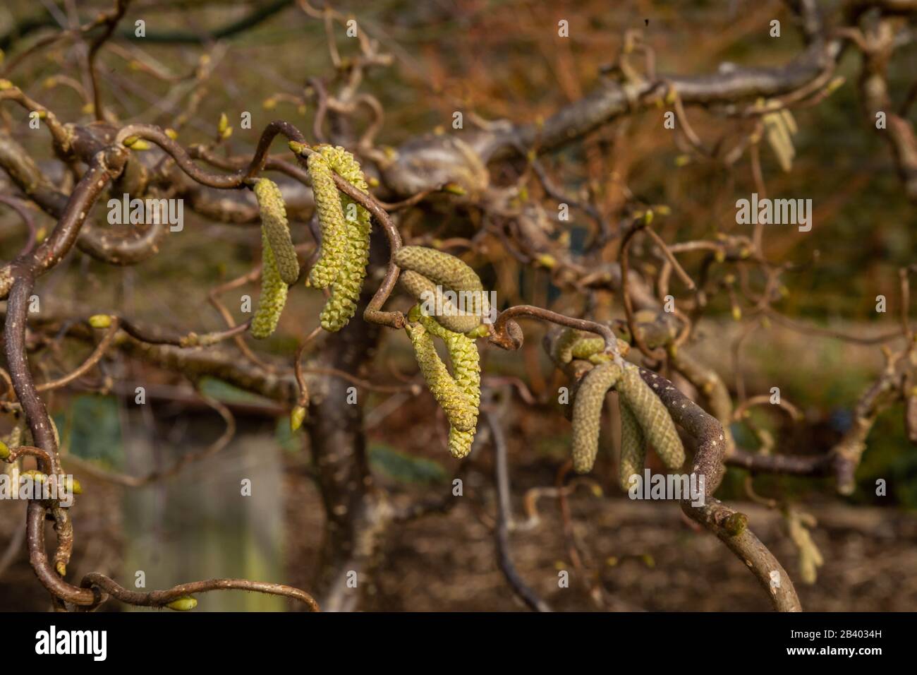 Twisted hazel tree hi-res stock photography and images - Alamy