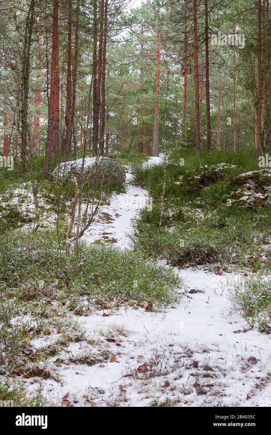 path in snowy forest climbing mountain track Stock Photo - Alamy