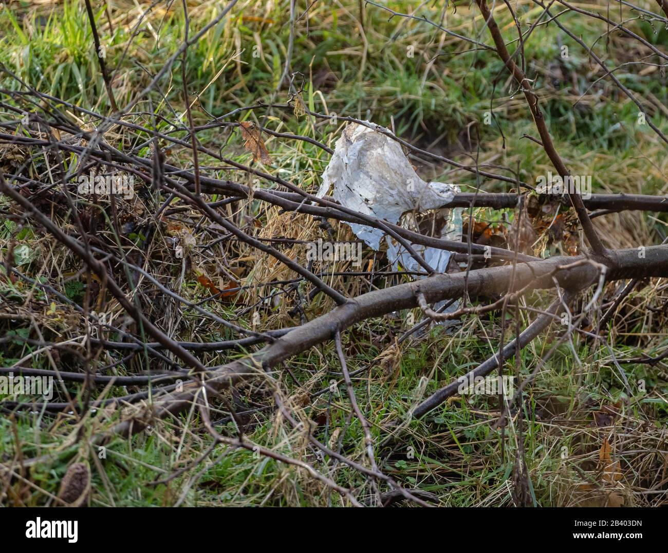 Plastic caught on a tree hi-res stock photography and images - Alamy
