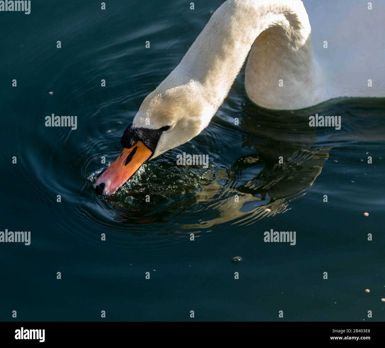 A mute swan eating floating swan food Stock Photo - Alamy