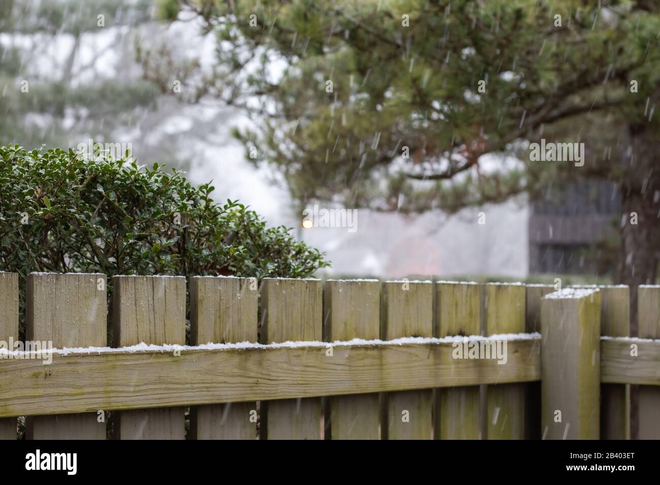 Backyard scene looking over the wooden fence to see the snowy shrubs ...