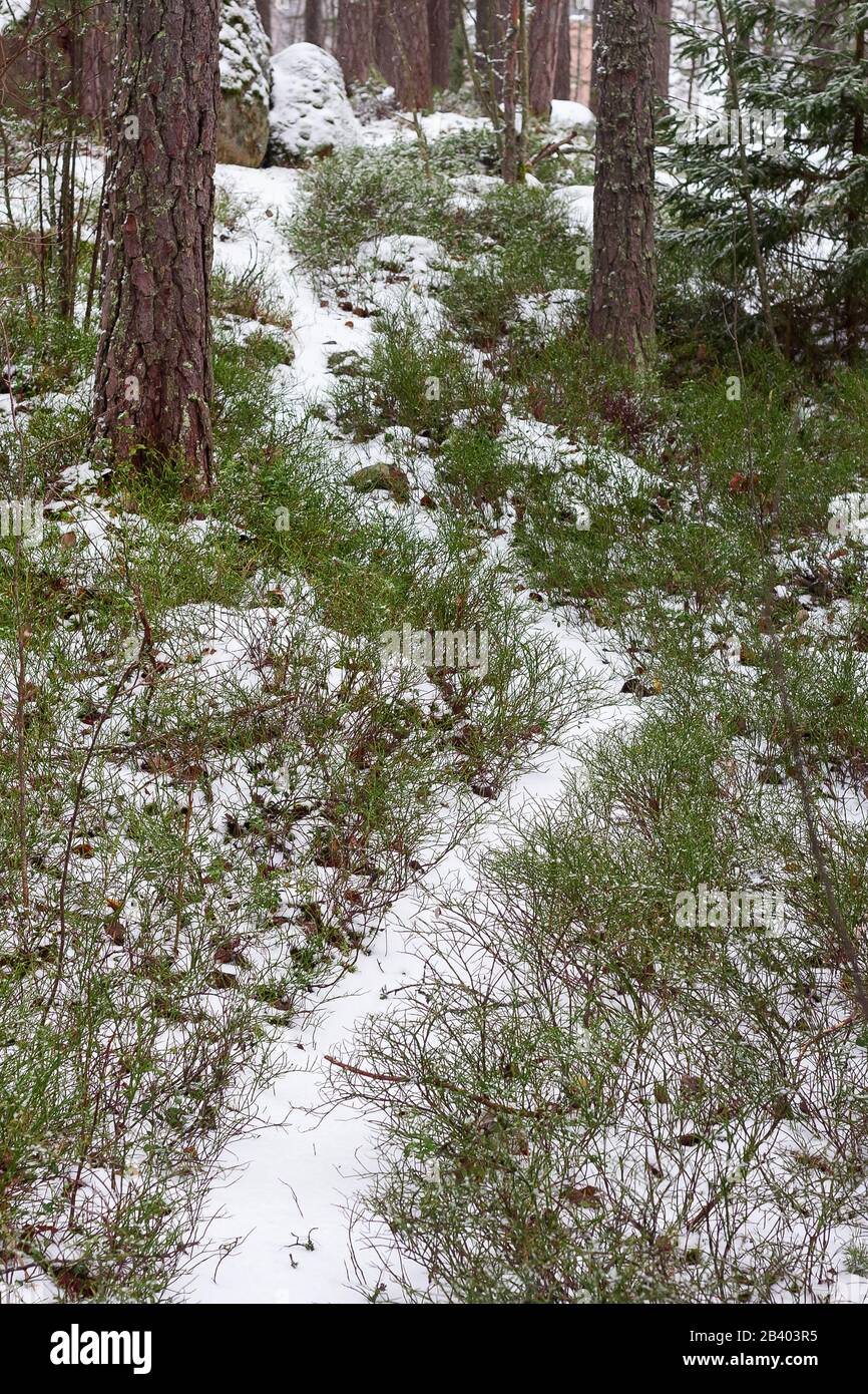 path in snowy forest climbing mountain track Stock Photo - Alamy