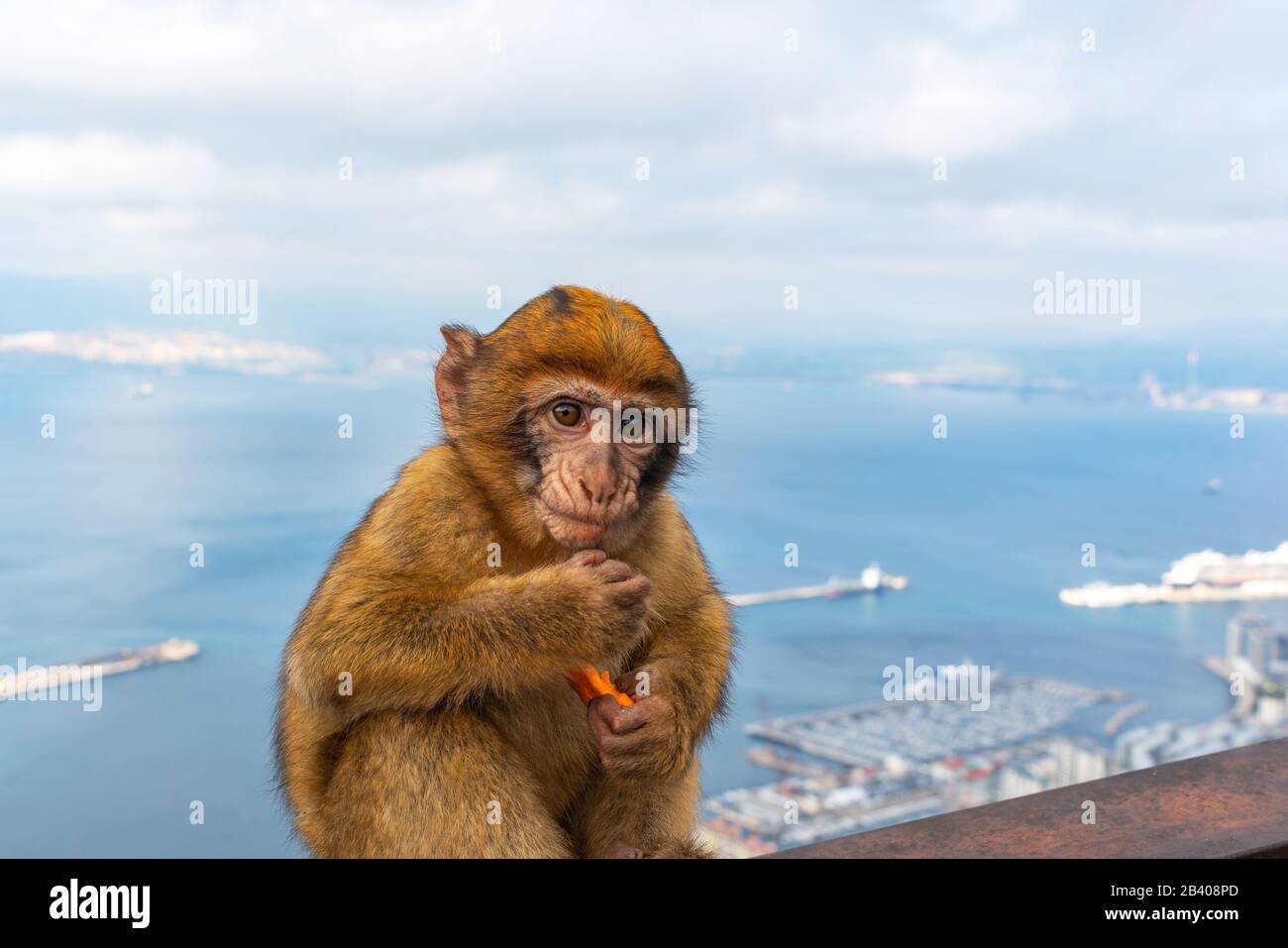 Monkey orange fruit hi-res stock photography and images - Alamy