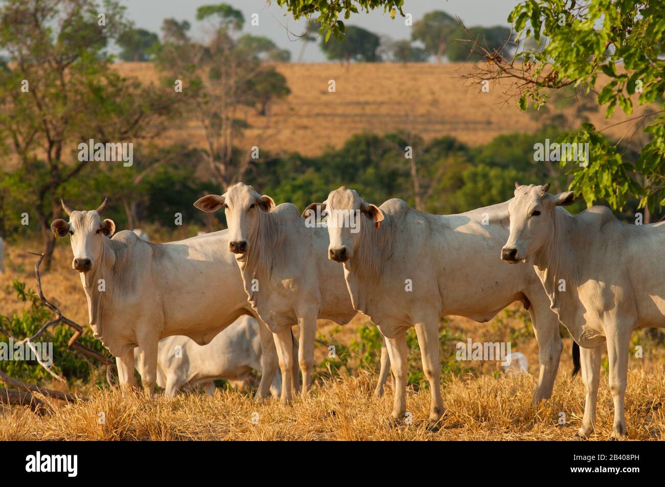 White cattle in tropical farm Stock Photo - Alamy