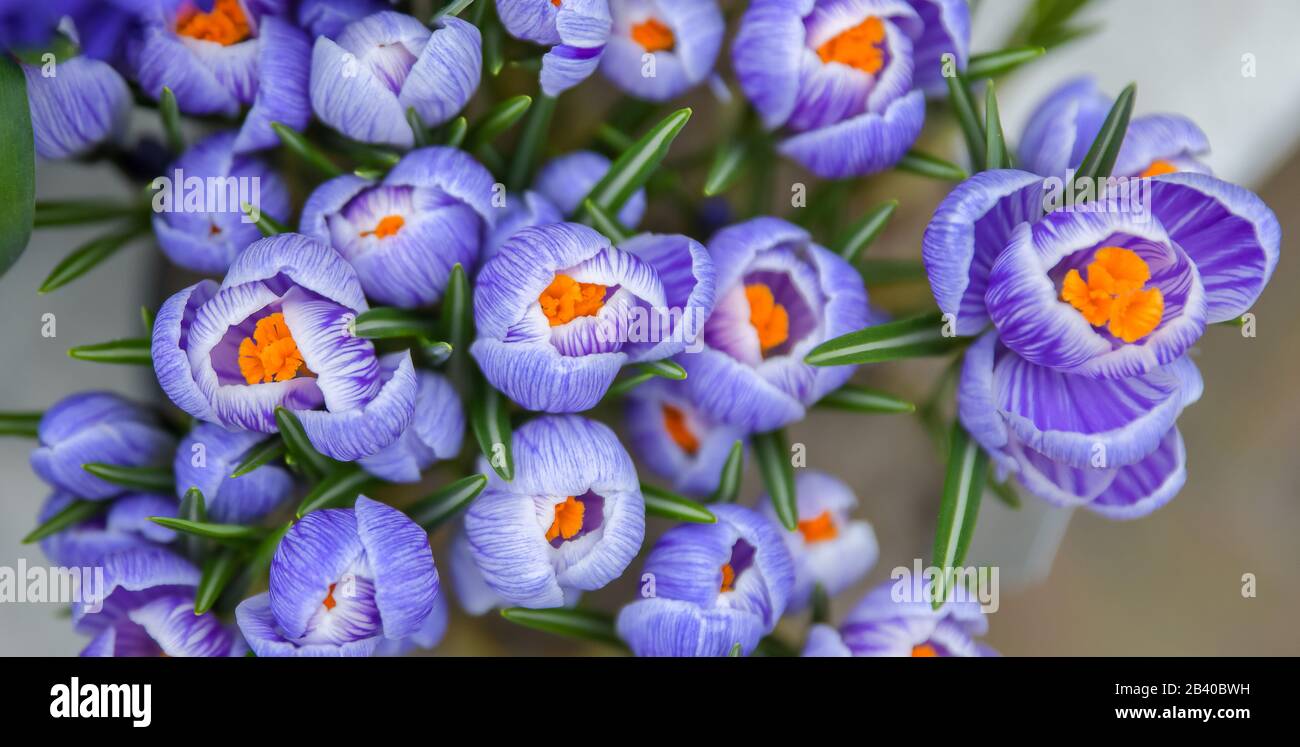 Top view of the purple crocus buds Stock Photo - Alamy