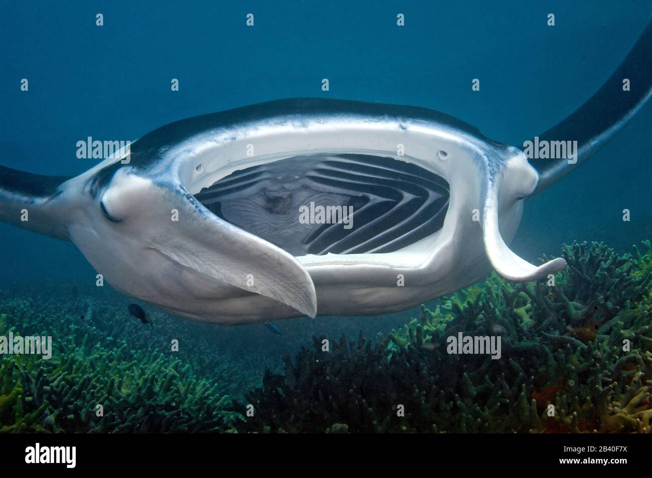 Fisch Malediven High Resolution Stock Photography and Images - Alamy