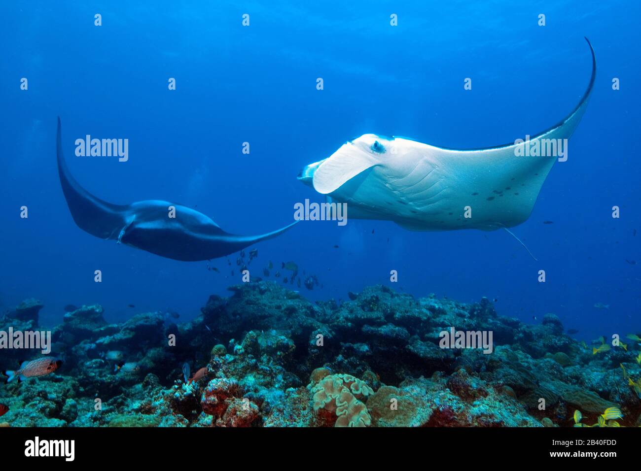 Malediven manta hi-res stock photography and images - Alamy