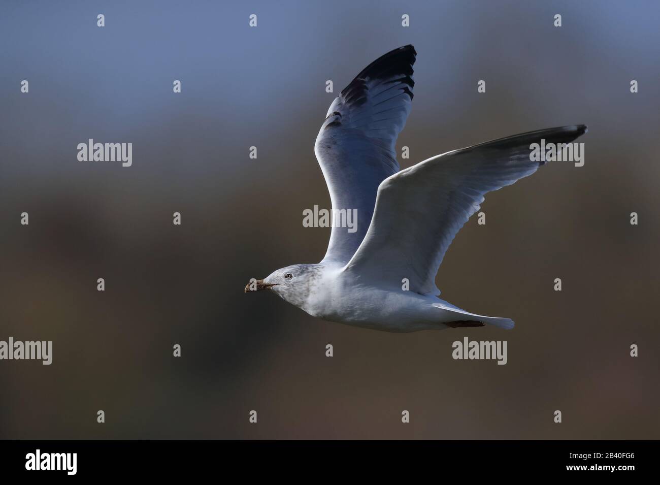 Yellow legged herring gull hi-res stock photography and images - Alamy
