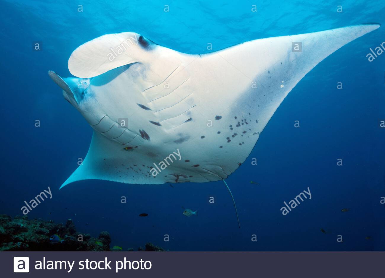 Malediven Manta High Resolution Stock Photography and Images - Alamy