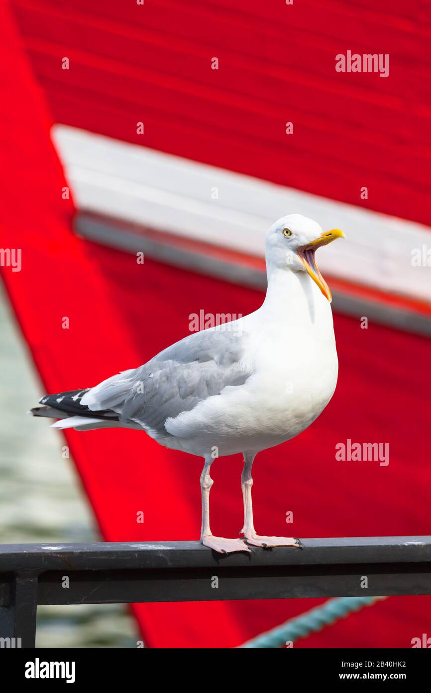 Seagull stand on handrail at harbor, open beak, crying loud, red ...