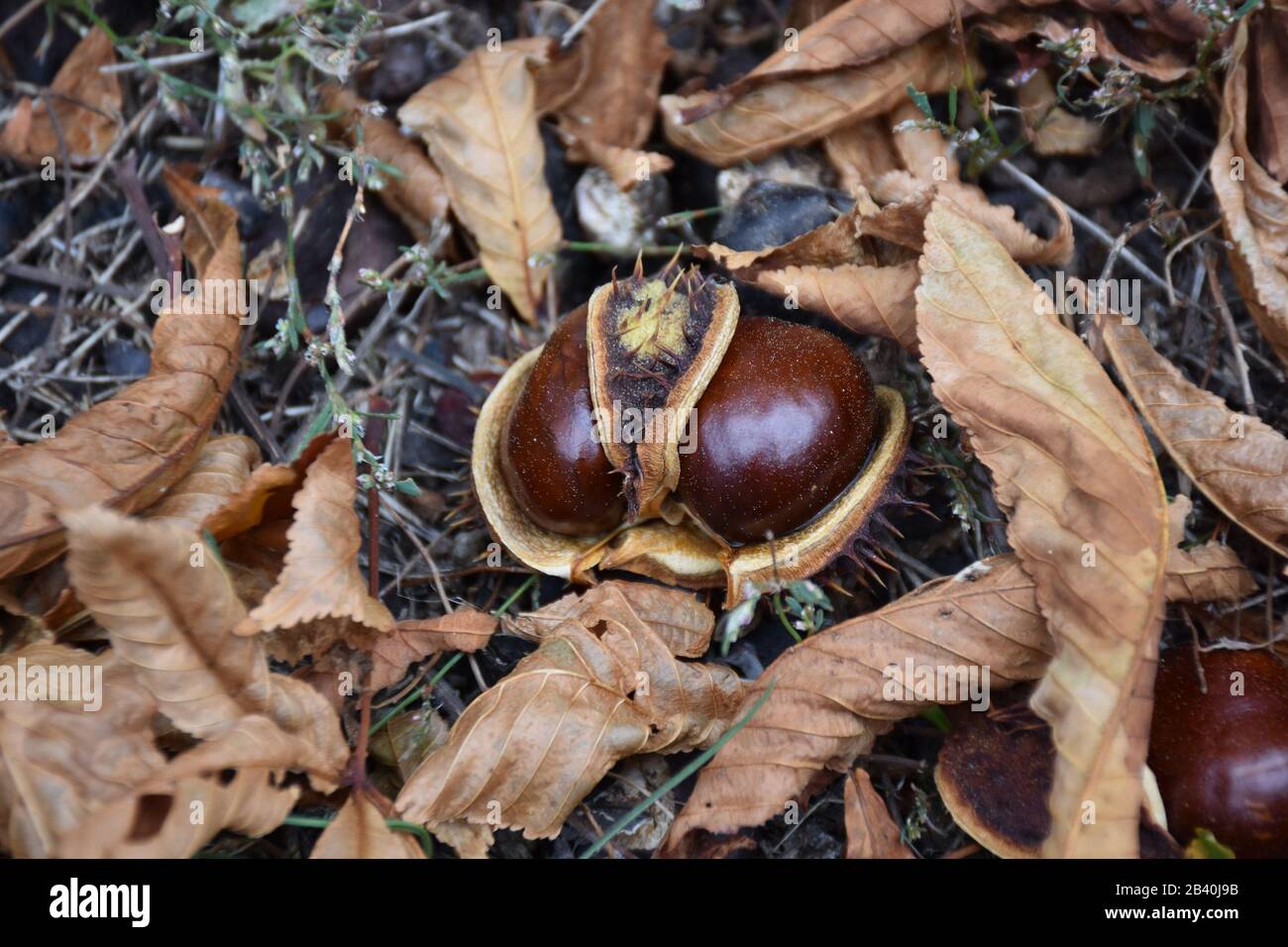 Chestnut in a shell with yellow leaves and dried grass on the ground ...