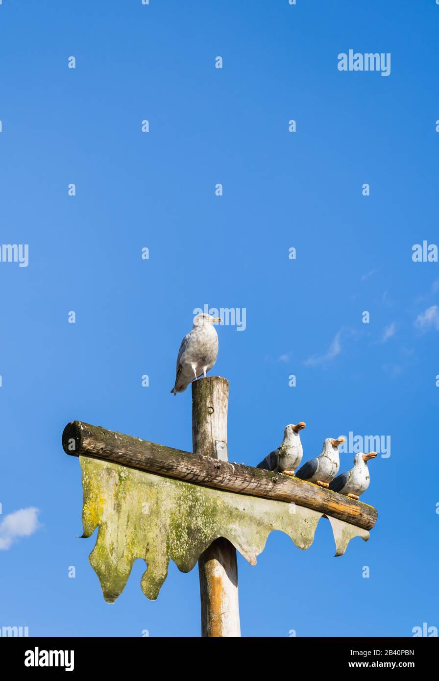 Live Sea Gull perched on top of pole beside a sculpture of three ...