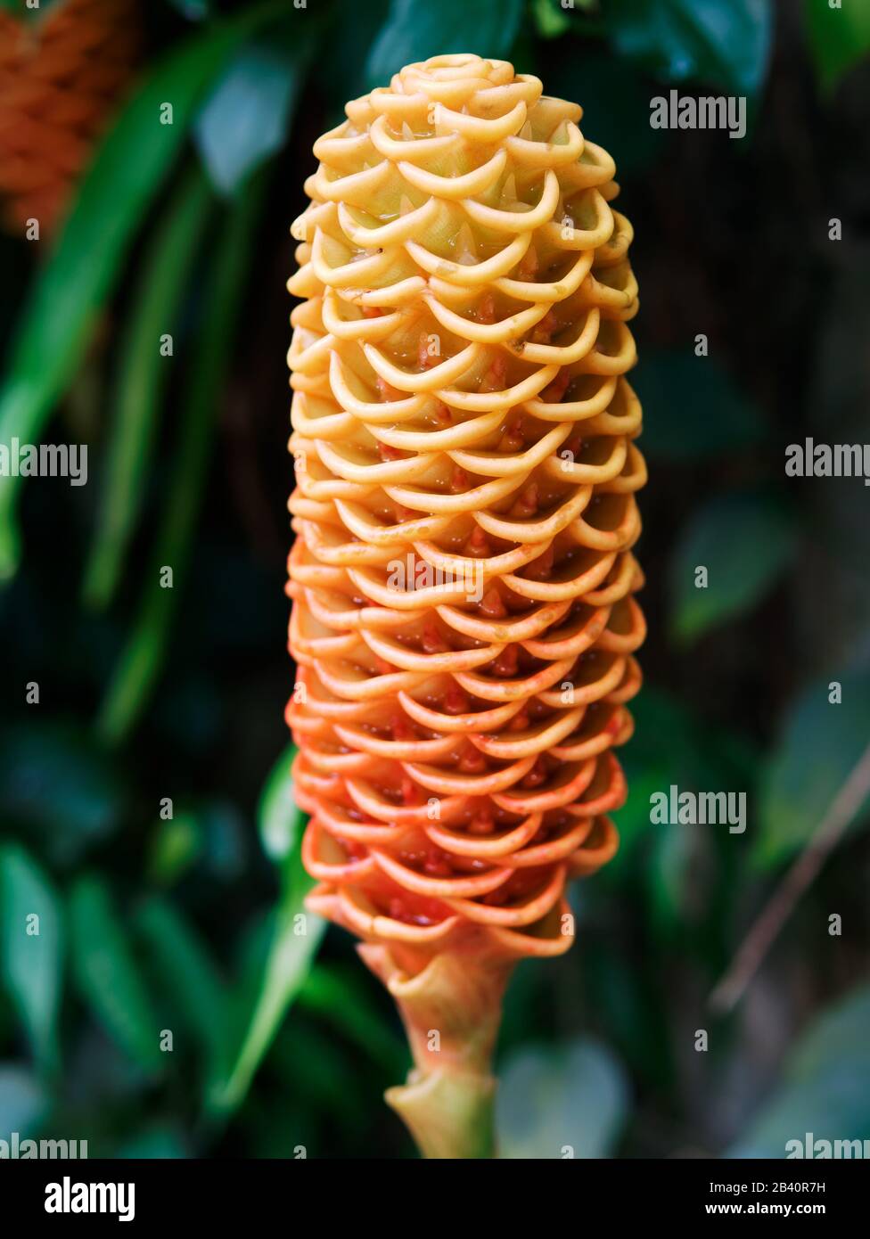 Close-up of Zingiber spectabile aka Beehive Ginger, Ginger wort, or ...