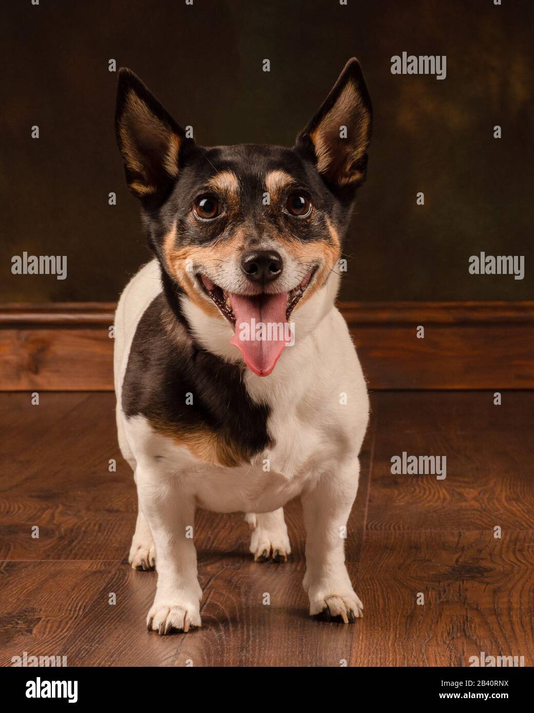 Tri coloured jack russell hi-res stock photography and images - Alamy