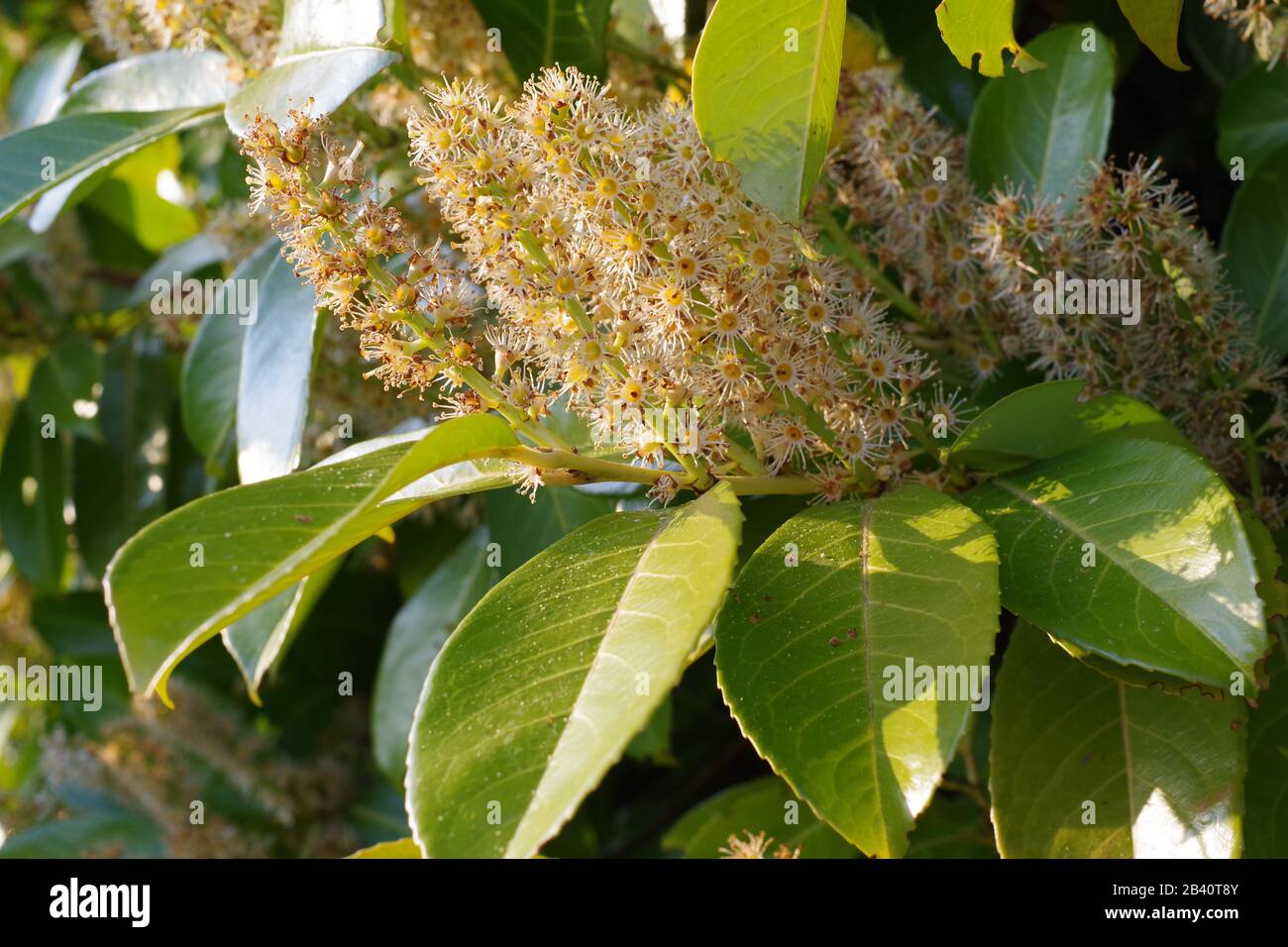 Common Laurel, Prunus laurocerasus, Large Evergreen Hedge, Flowering on ...