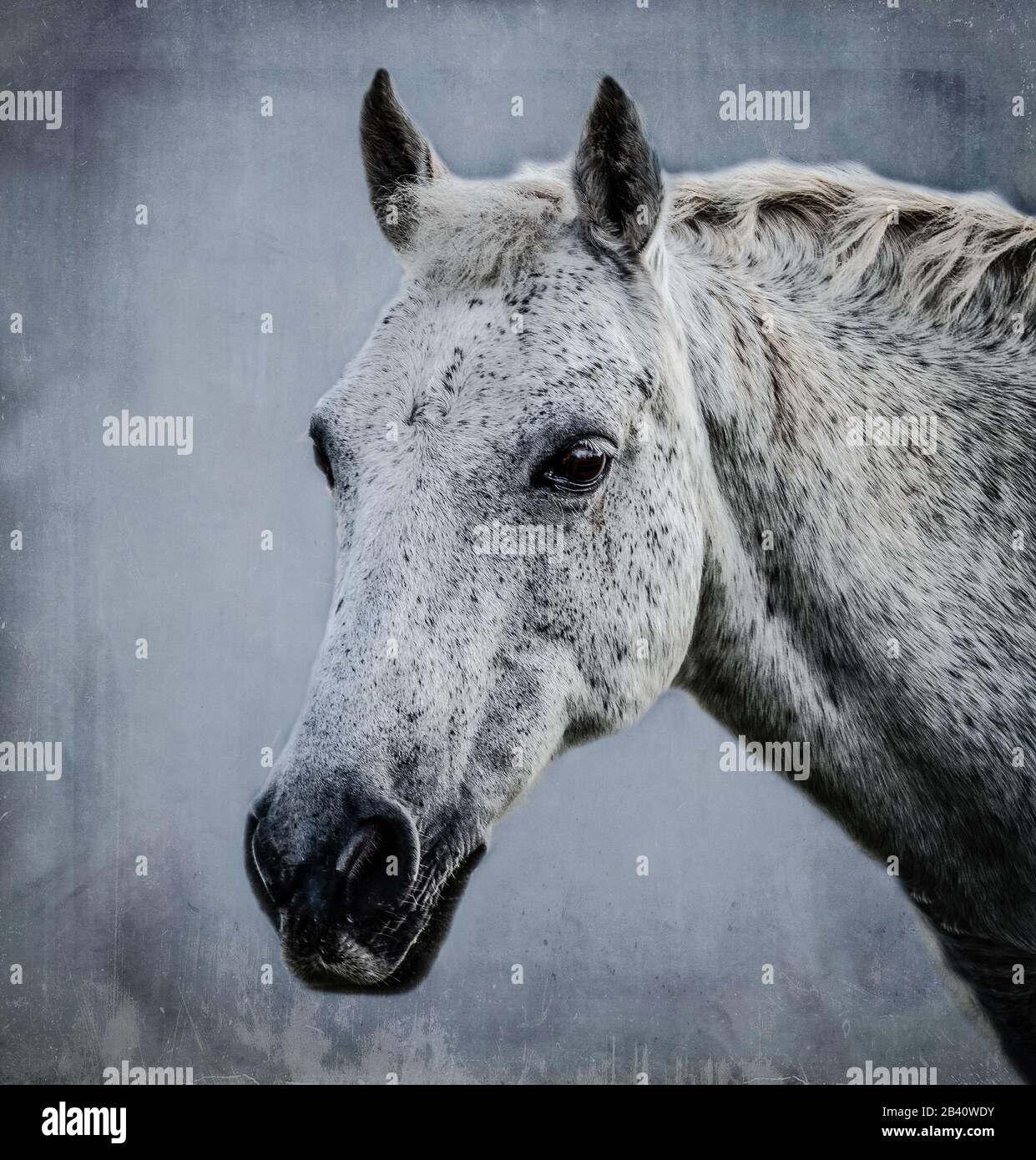 Flea bitten hi-res stock photography and images - Alamy