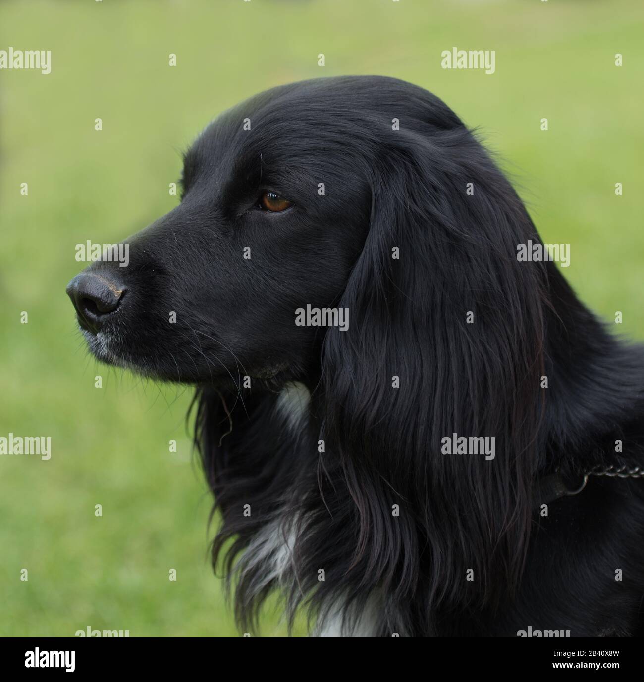 Black dog puppy hi-res stock photography and images - Alamy