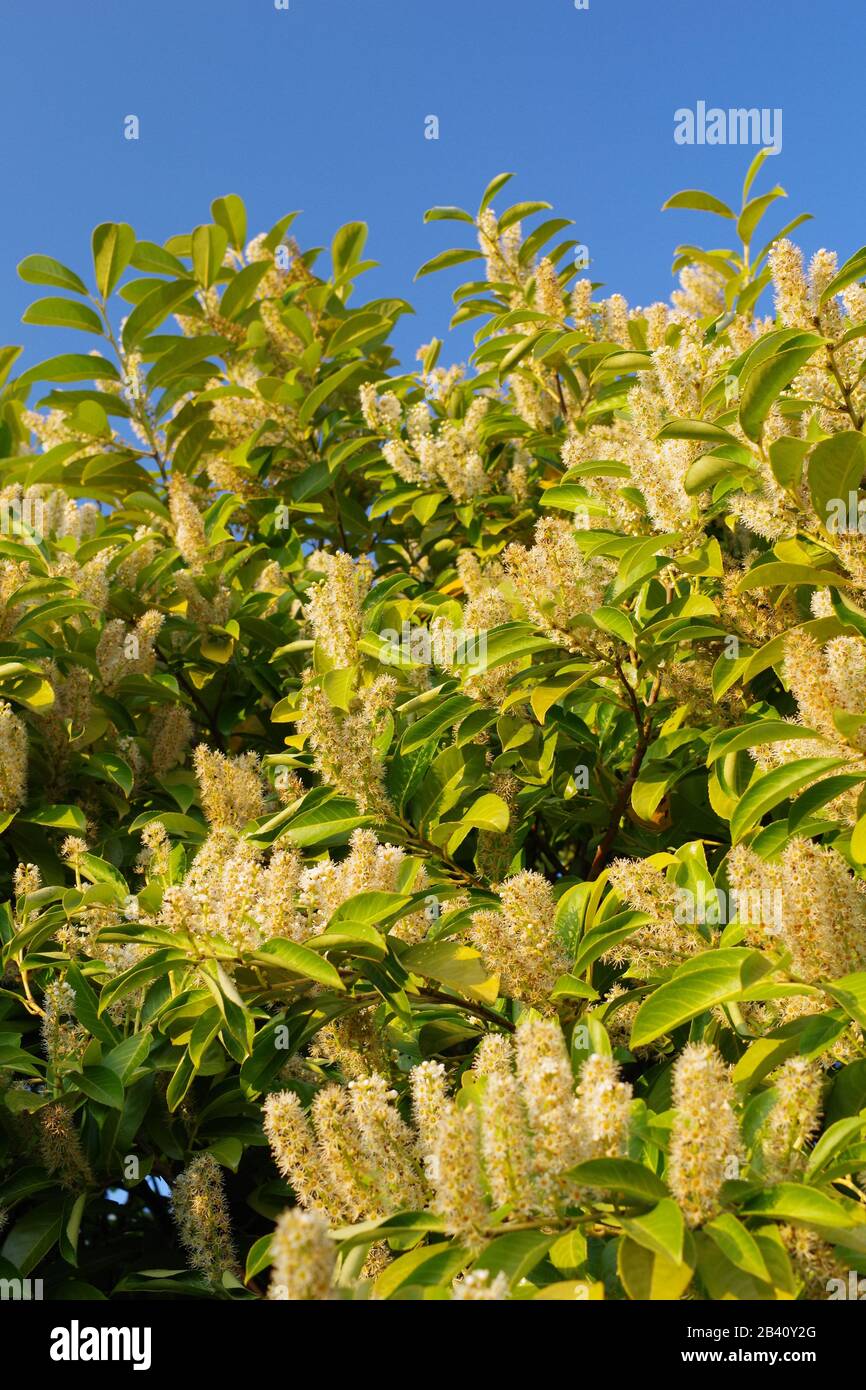 Common Laurel, Prunus laurocerasus, Large Evergreen Hedge, Flowering on ...