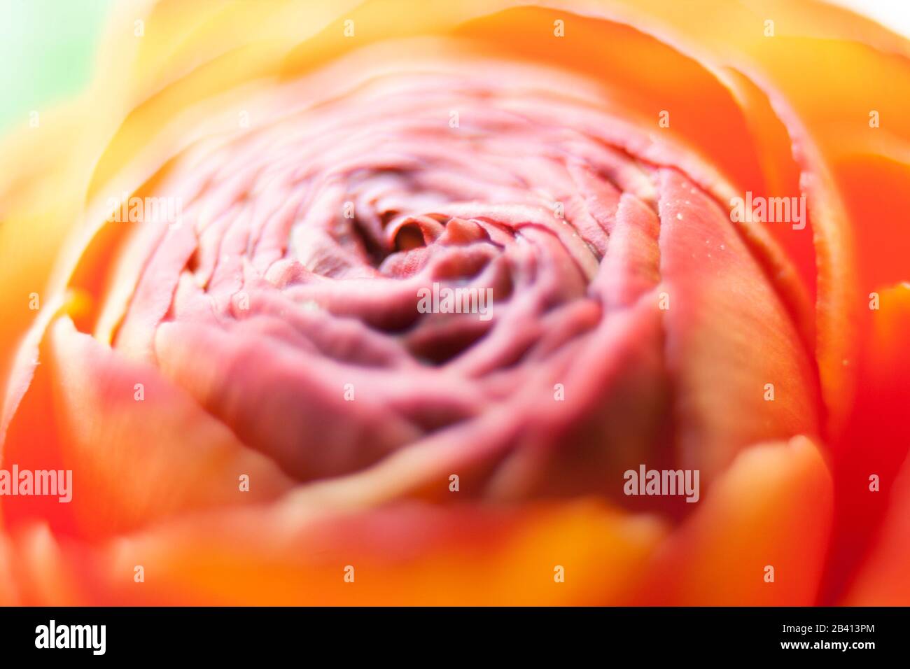 Rununclus hi-res stock photography and images - Alamy