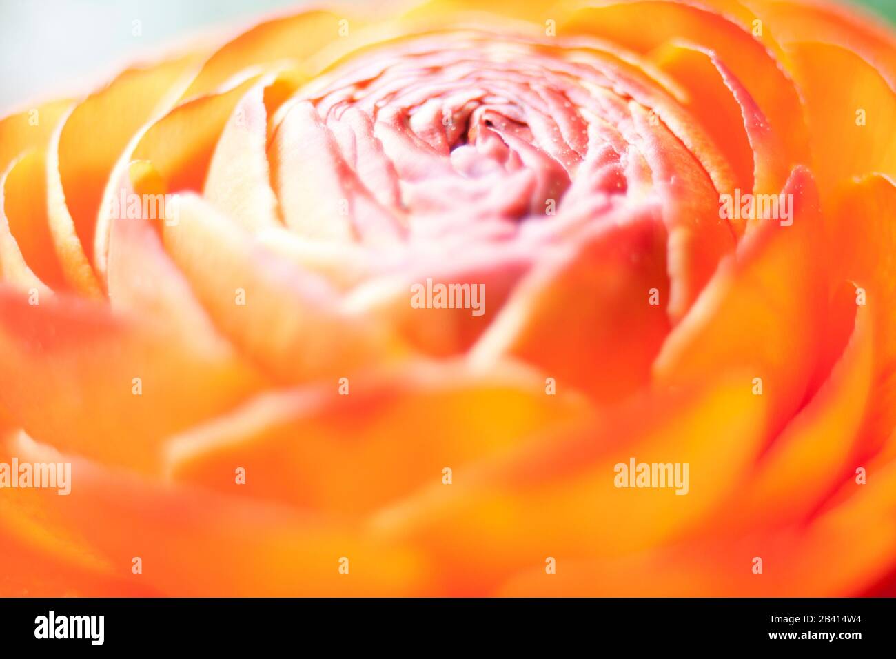Rununclus hi-res stock photography and images - Alamy