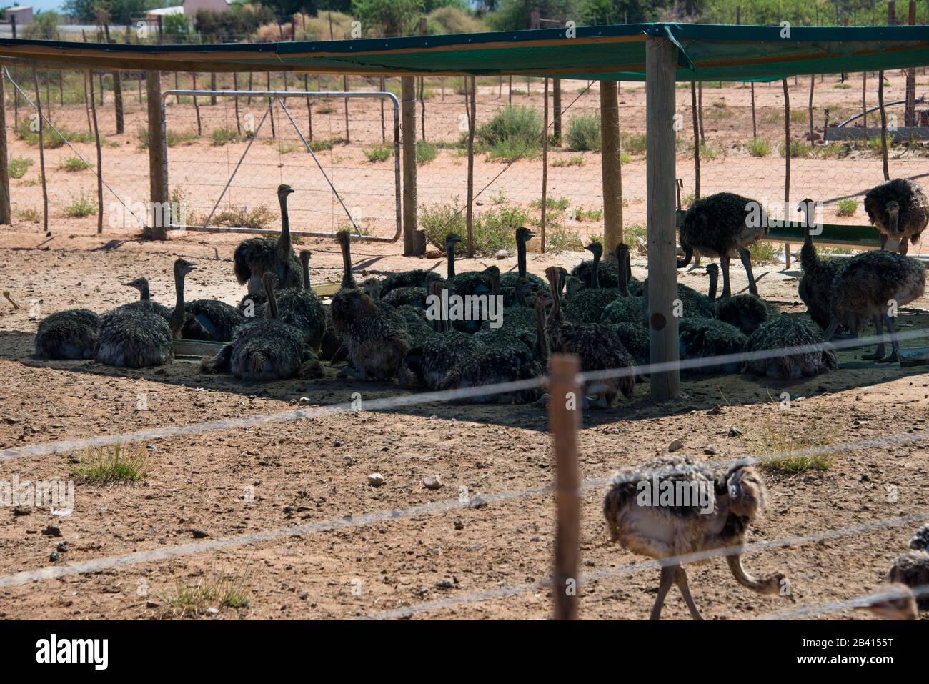 ostrich chicks in enclosure on farm in oudtshoorn, south africa Stock ...
